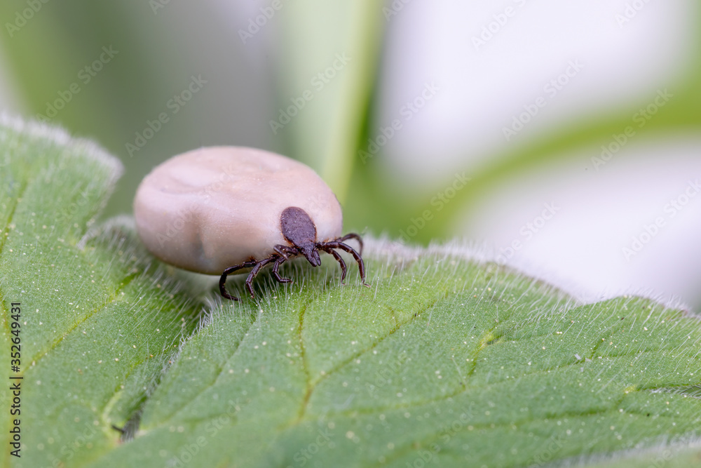 Tick (Ixodes ricinus) walks on green leaf. Danger insect can transmit ...