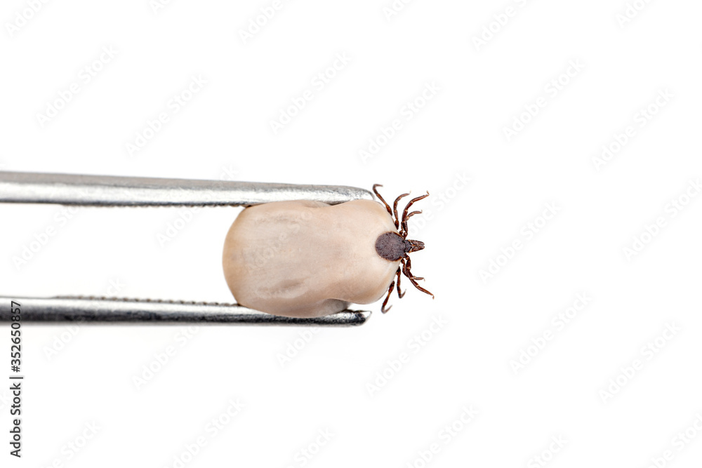 Tick (Ixodes ricinus) filled with blood, holded in tweezers isolated on ...