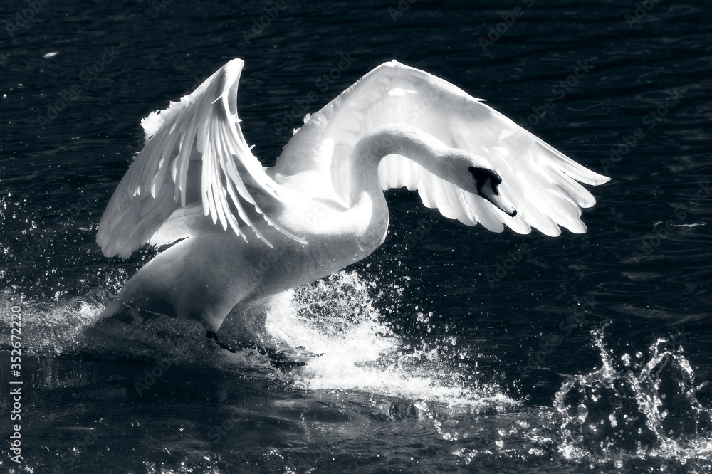 Black and white image off a adult swan moving around fast in the water ...