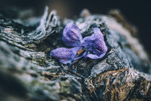 Lilac Trunk Free Stock Photo - Public Domain Pictures