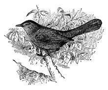 Catbird Drawing Art Free Stock Photo - Public Domain Pictures
