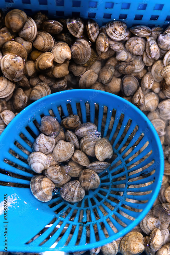 Fresh enamel venus shell (Meretrix lyrata) Meretrix is a genus of ...