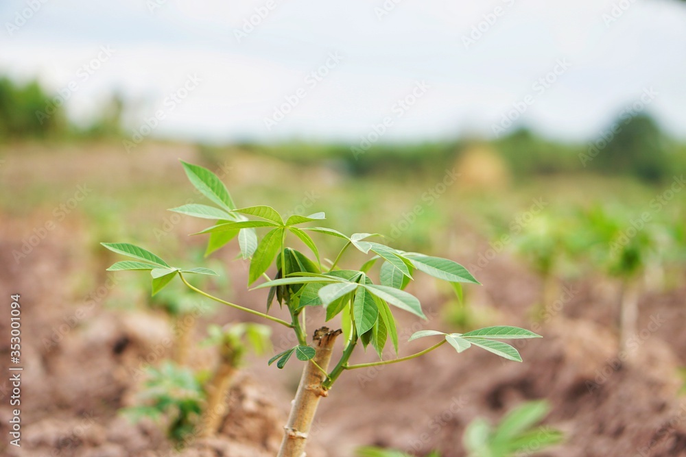 Cassava planting area of Thai farmers in rural areas. Thai farmers earn ...