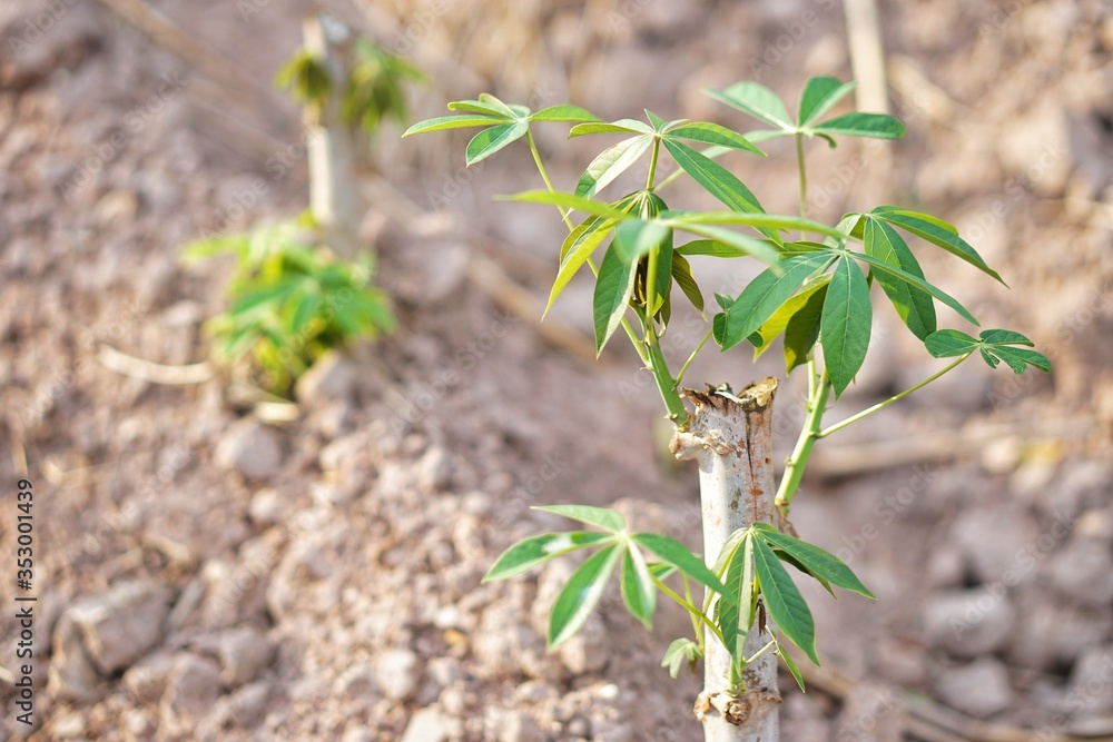 Cassava planting area of Thai farmers in rural areas. Thai farmers earn ...