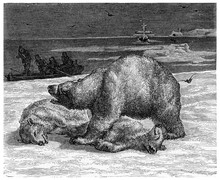 Vintage Polar Bear Clipart Free Stock Photo - Public Domain Pictures
