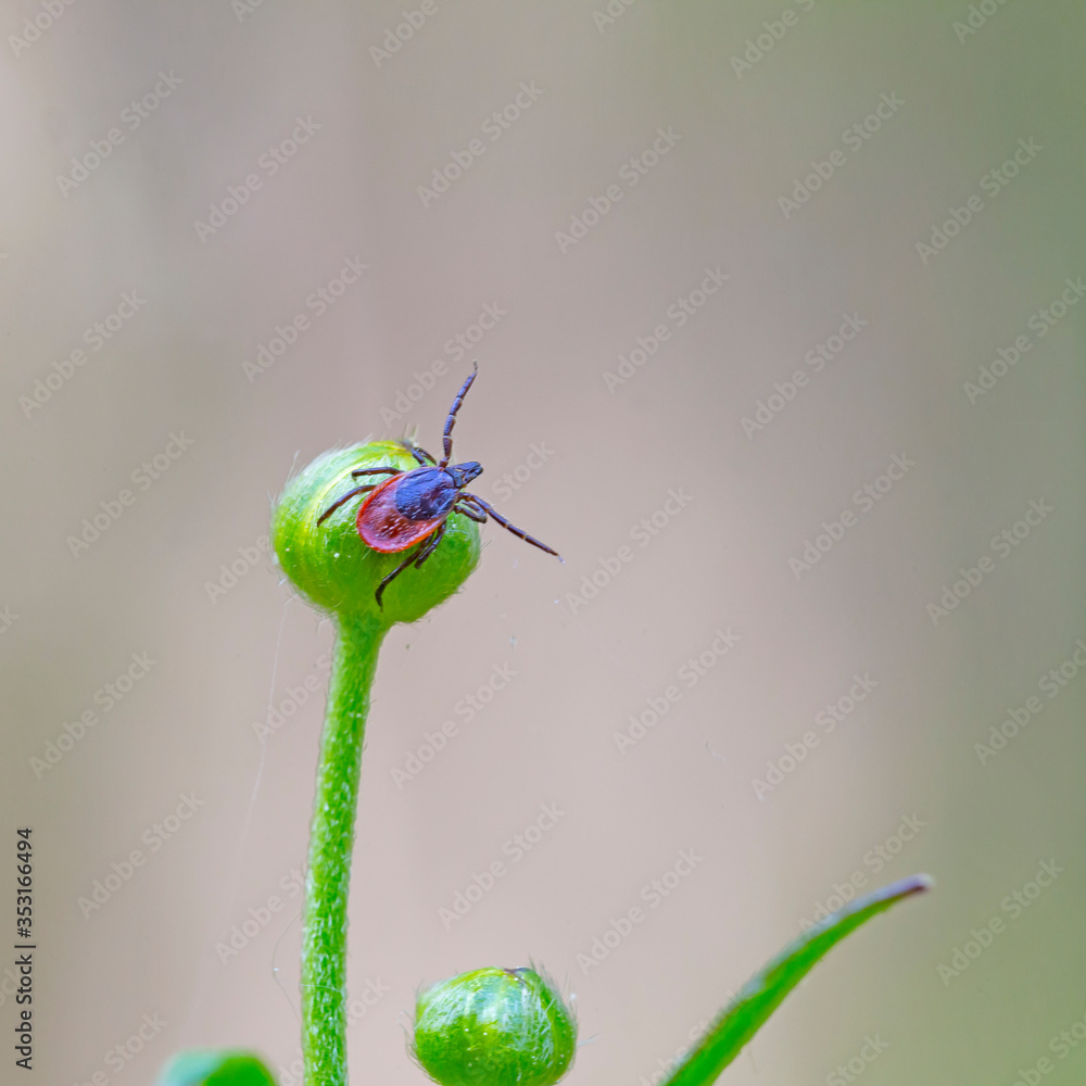 Ticks (Ixodida) are arachnids, typically 3 to 5 mm long, part of the ...