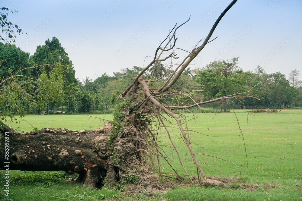 Super cyclone Amphan uprooted tree which fell on ground in Maidan area ...