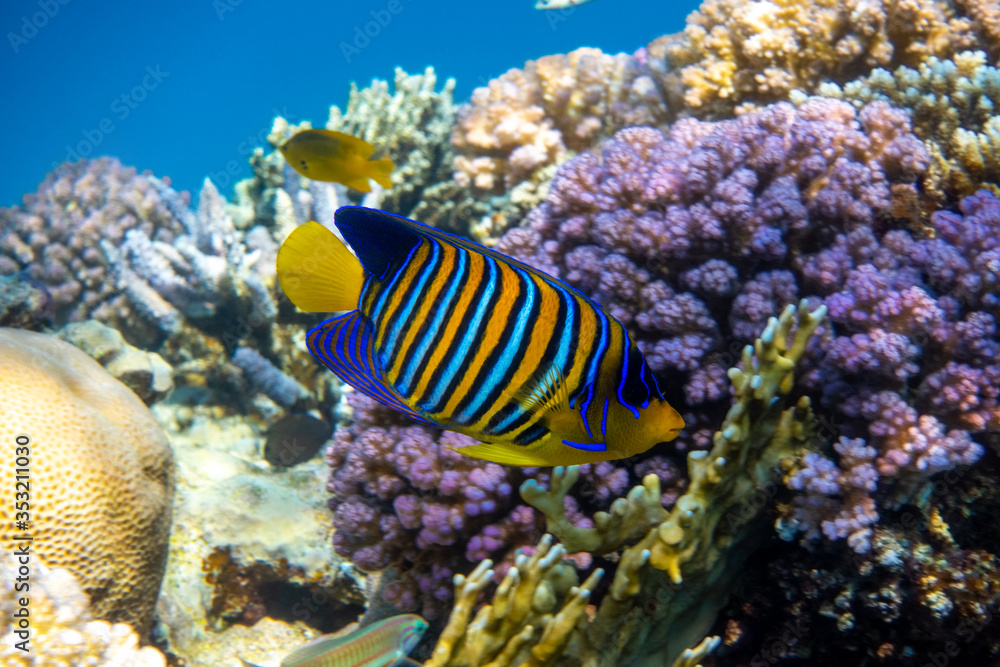 Royal Angelfish (Regal Angel Fish) over a coral reef, Red Sea, Egypt ...