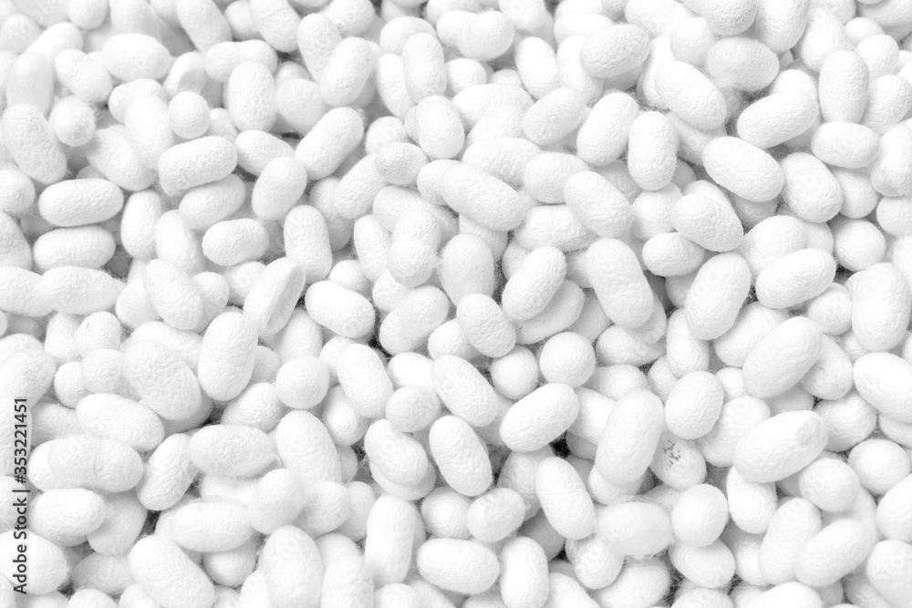 Silkworm is a natural source of silk fabric and silk thread. Stock ...