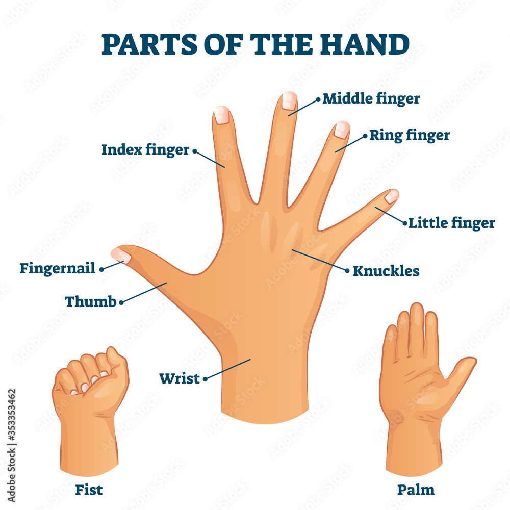 Vector de Stock Parts of the hand vocabulary vector illustration ...