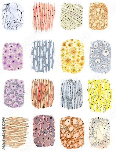Cell textures, watercolor medical illustration, body cells. Muscle ...