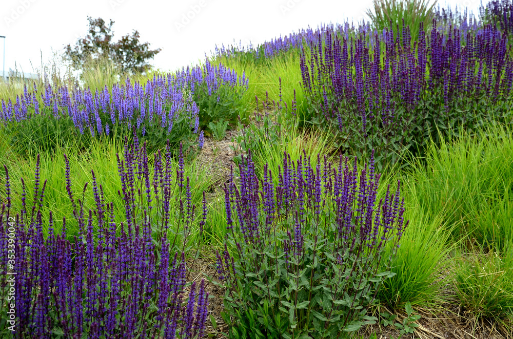 Salvia nemorosa lush flower bed with sage blue and purple flower color ...