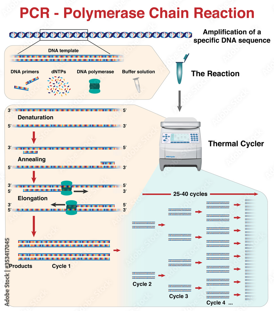 The different stages and cycles of DNA molecule amplification by Polymerase Chain Reaction, PCR ...