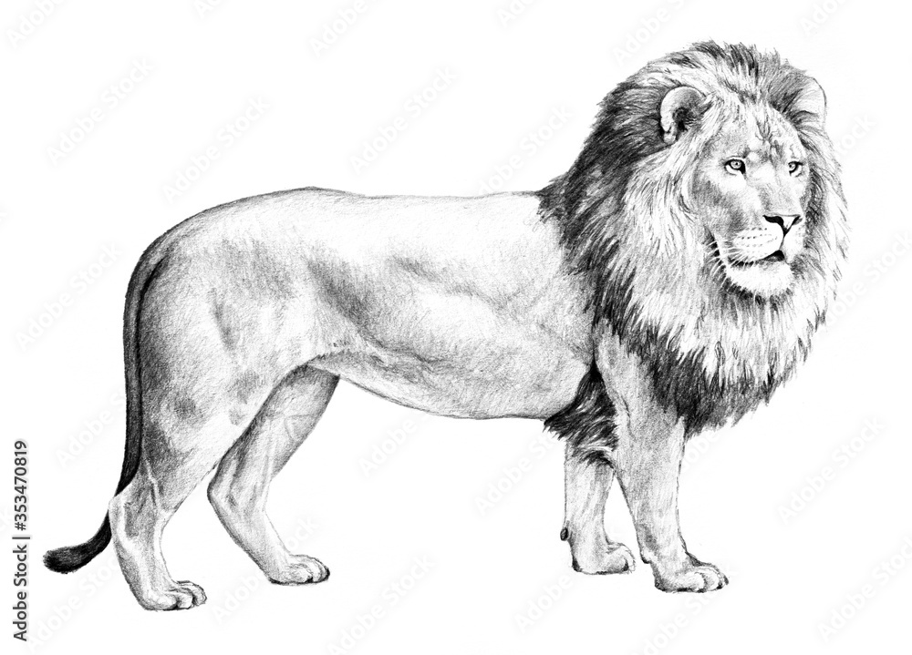 male lion with big shaggy mane illustration, hand drawn pencil sketch ...