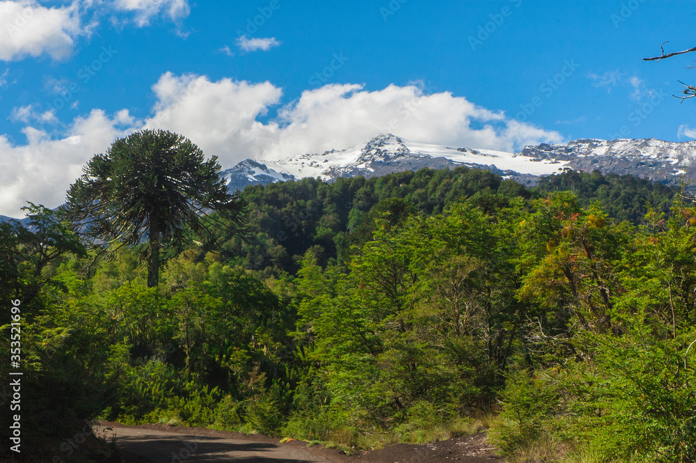 Paisajes naturaleza Parque nacional Conguillio bosque nativo de ...
