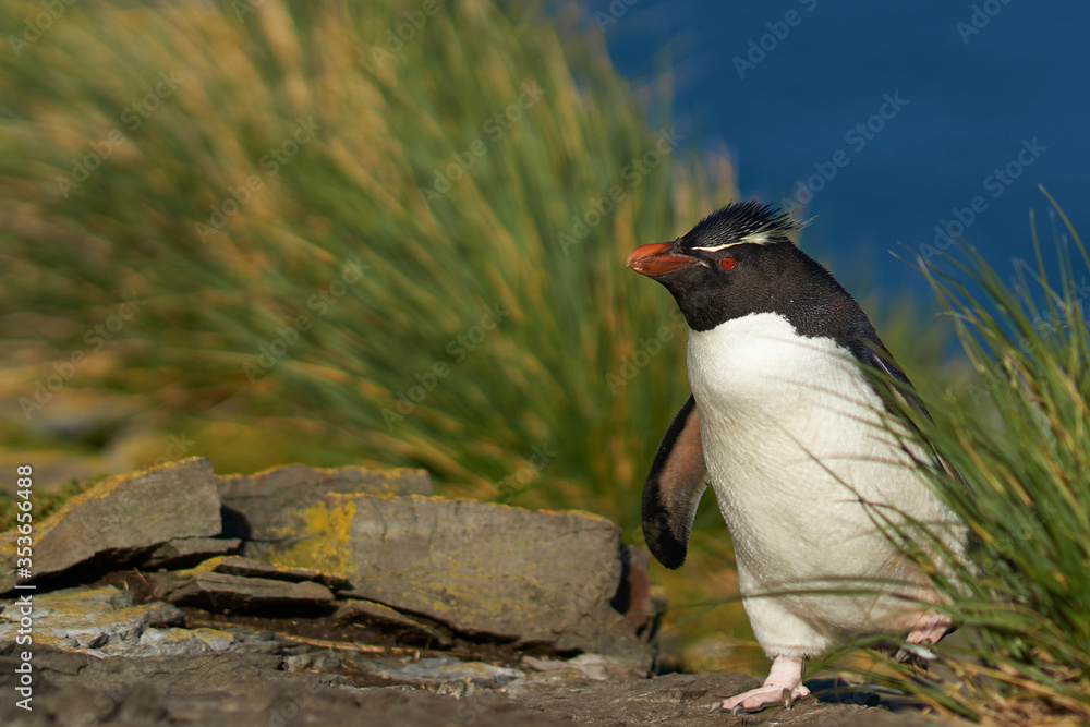 Southern Rockhopper Penguins (Eudyptes chrysocome) return to their ...