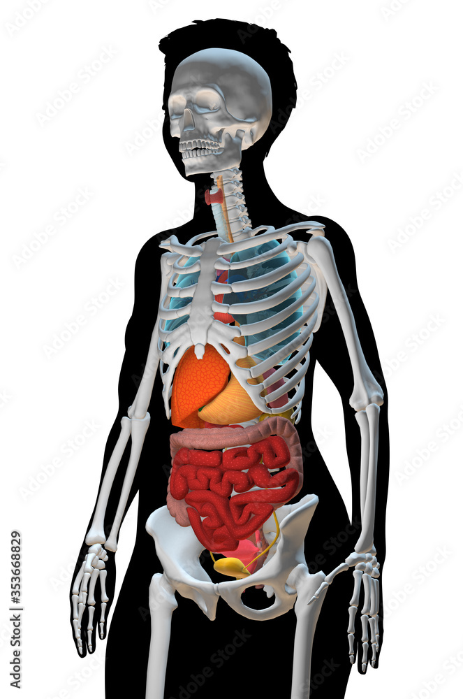 Human body, anatomy, torso, internal organs with skeleton, 3d ...