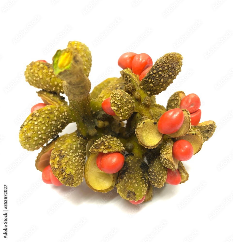 the seeds of Champaca, Champak, Orange chempaka, Golden champa ...