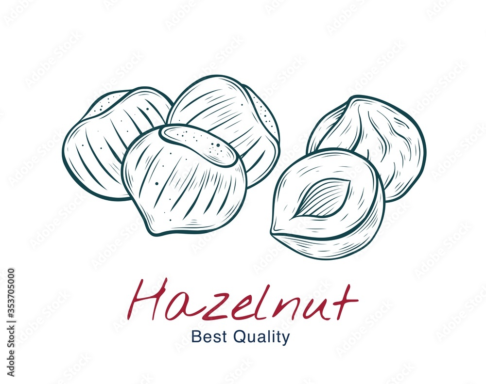 Vector sketch illustration of hazelnut, in shell and without. drawing ...