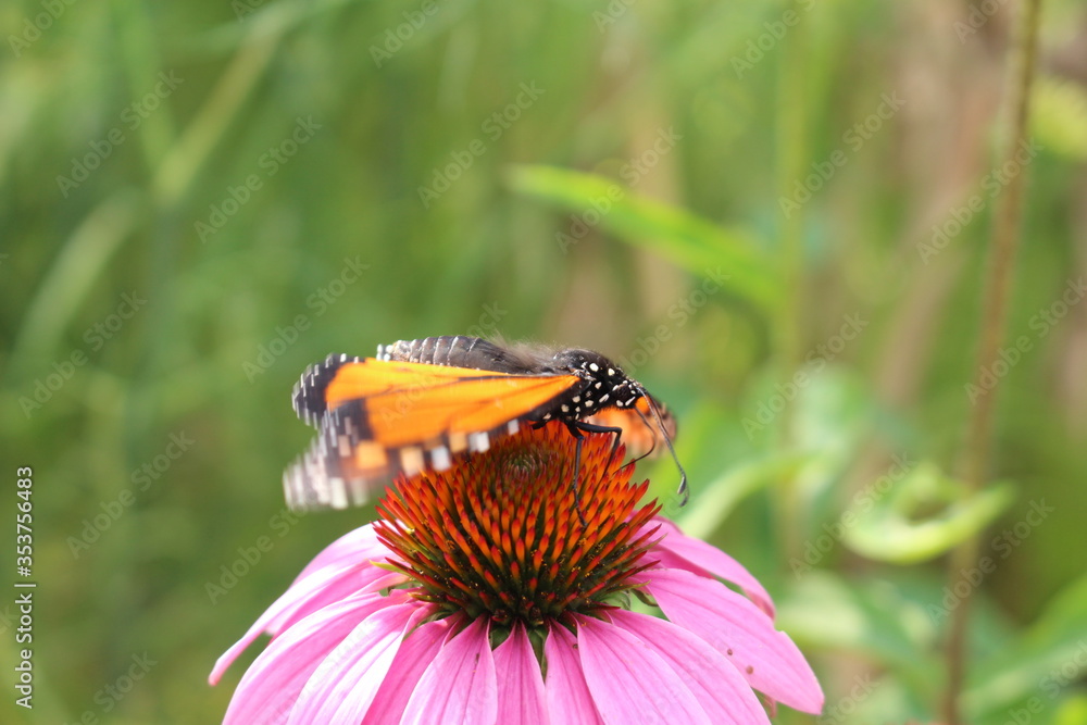 A "Monarch butterfly" (Danaus Plexippus) sipping nectar through its ...