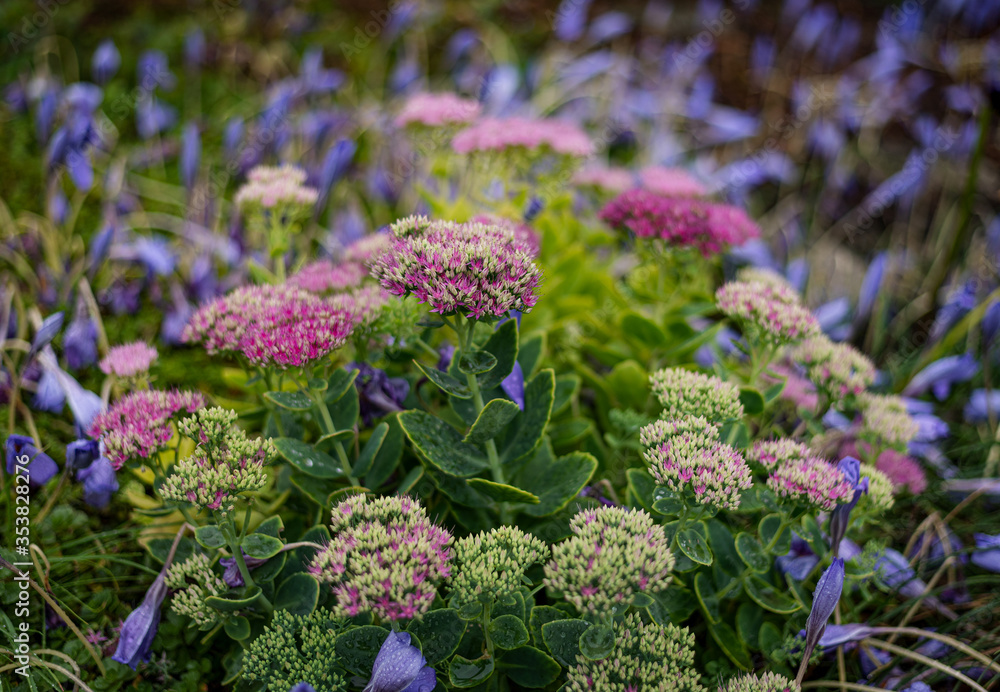 fluffy flowering pink shrubs Spirea Japanese Little Princesses in a ...