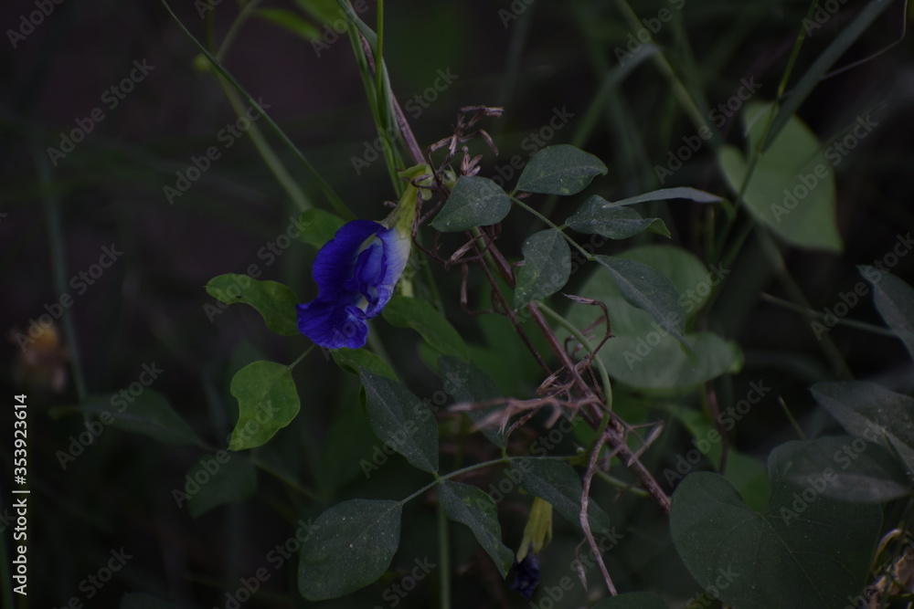 Clitoria ternatea, commonly known as Asian pigeonwings, bluebellvine ...