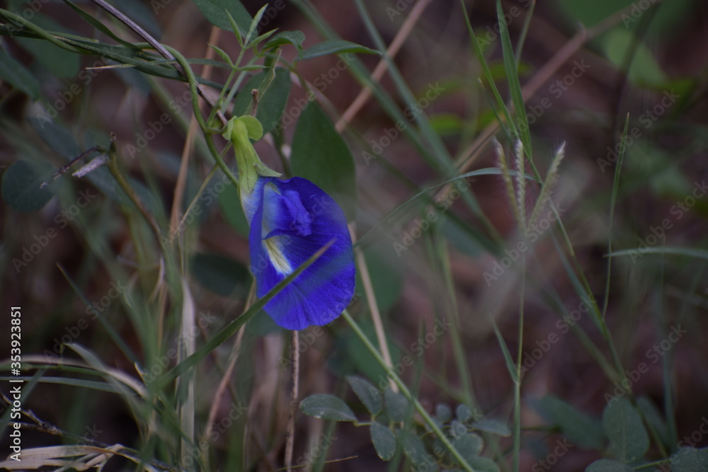 Clitoria ternatea, commonly known as Asian pigeonwings, bluebellvine ...