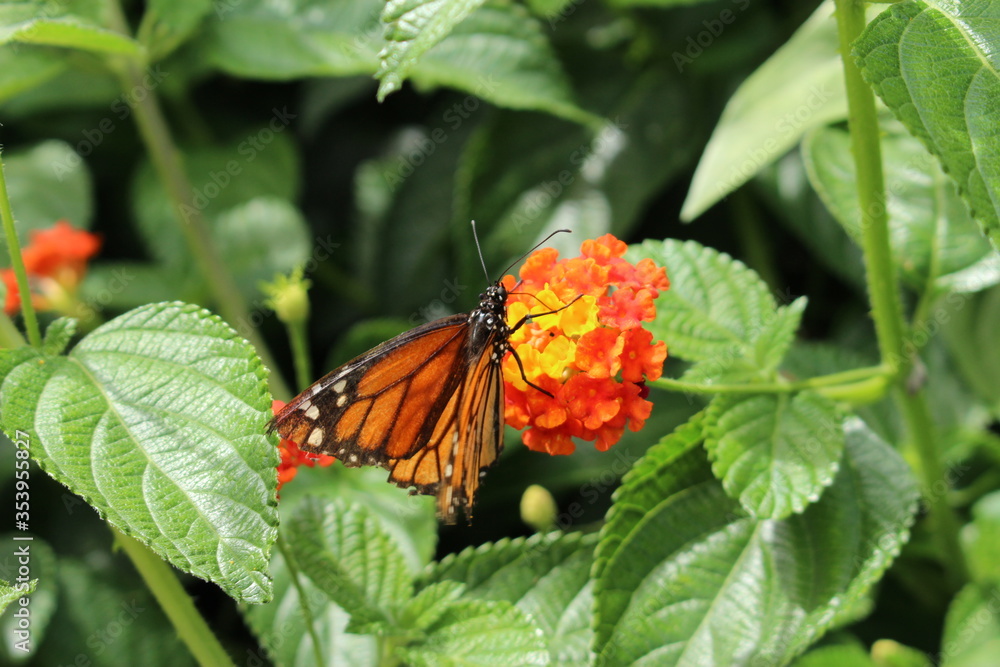 A "Monarch Butterfly" (Danaus Plexippus) sipping nectar through its ...