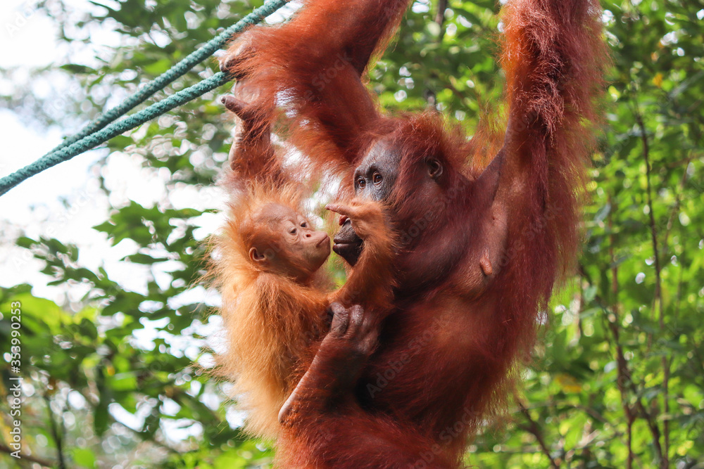 Kiss. Animal love. Orangutan mother and baby kissing and hugging ...