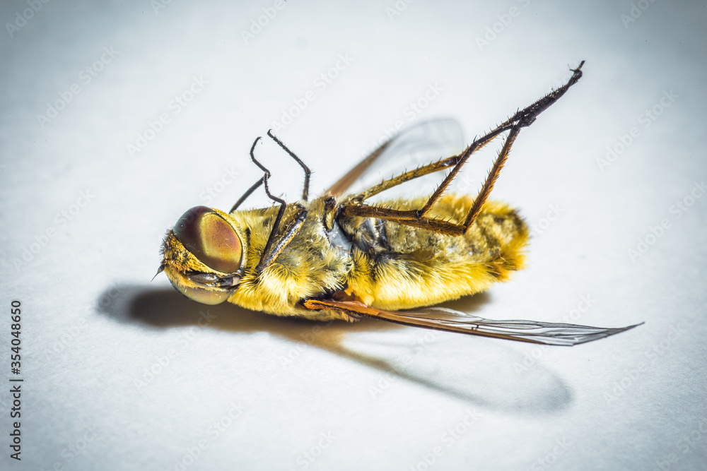 ladybug, insect, fly, wildlife, animals, butterfly, wing, bug, spider ...