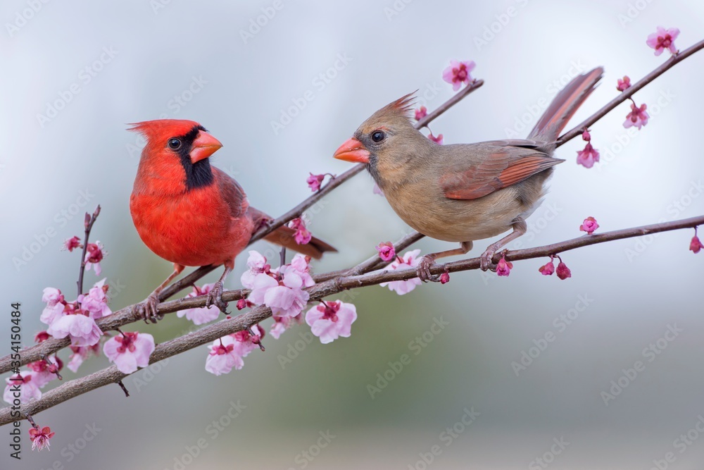 Cardinal Crabapple Fall