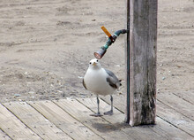 Thirsty Seagull #2 Free Stock Photo - Public Domain Pictures