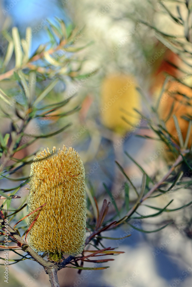 Yellow inflorescence and flowers of the Australian native Silver ...