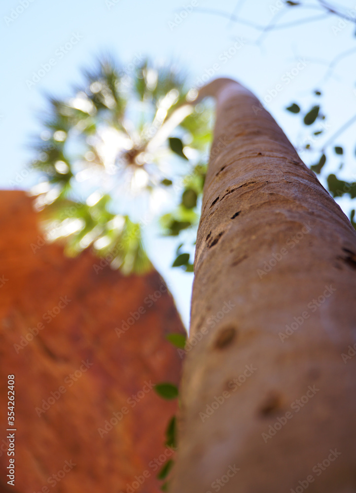 Bend palm trees in the Mini Palms Gorge section of the Purnululu ...