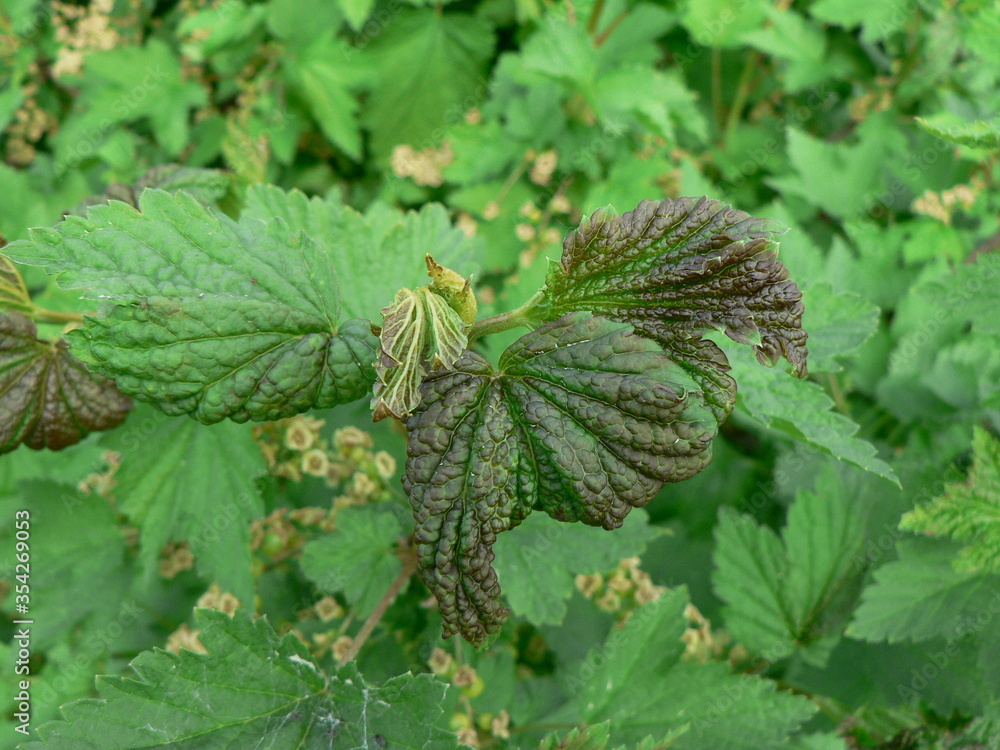 Stock-Foto „Curled currant leaf from fungal disease or aphids. Symptoms ...