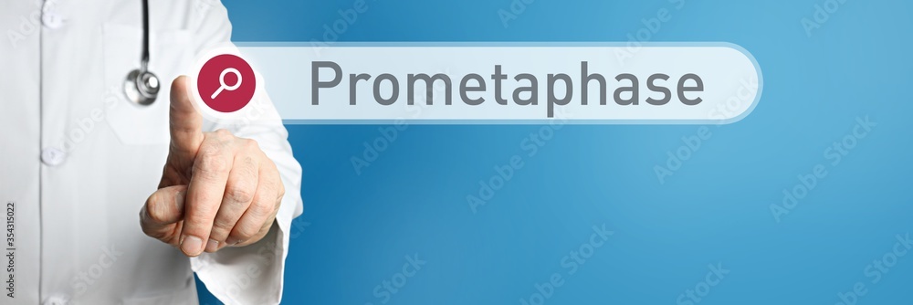 Prometaphase. Doctor in smock points with his finger to a search box ...