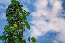 Beanstalk Free Stock Photo - Public Domain Pictures