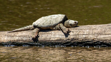 Baby Snapping Turtle On Rock Free Stock Photo - Public Domain Pictures