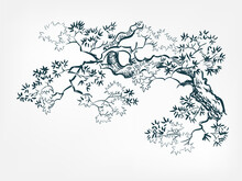 Tree Drawing Japanese Maple Free Stock Photo - Public Domain Pictures