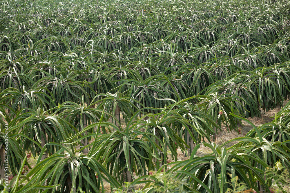 A field of dragon fruit plants growing in a large modern plantation in ...