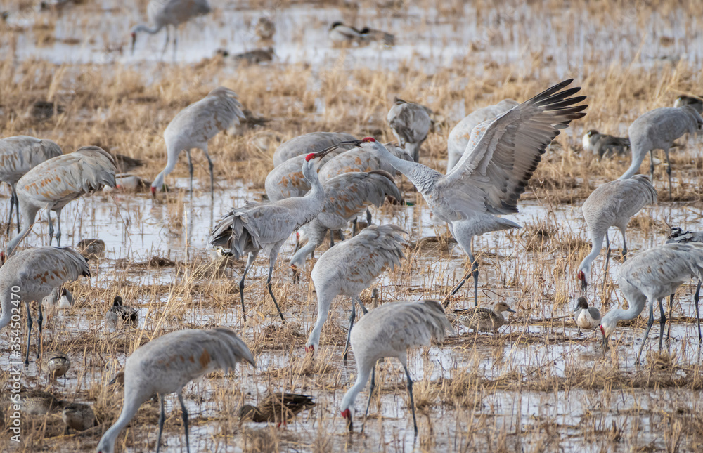 Sanhill crane in fight eating insects in open grass land Bosque Del ...