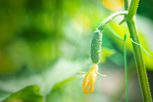 Growing Gherkins Free Stock Photo - Public Domain Pictures