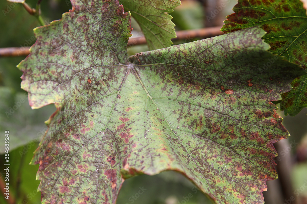 Leaves and fruits of green grapes with spots and bloom. Mildew and ...