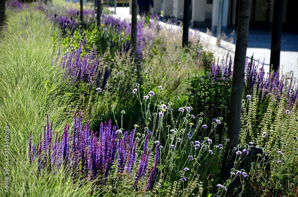 Salvia nemorosa Stippa capilata lush flower bed with sage blue and ...