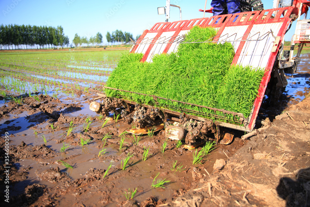 Farmers planting rice in field by using rice planting machine. の Stock ...