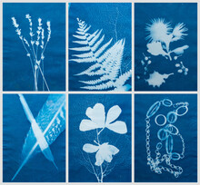 Cyanotype Leaves Free Stock Photo - Public Domain Pictures