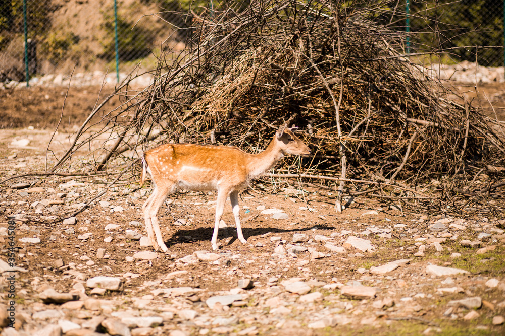 Cute spotted fallow deer is ruminant mammal belonging to the family ...