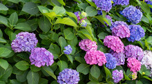 Multi Color Hydrangea Free Stock Photo - Public Domain Pictures
