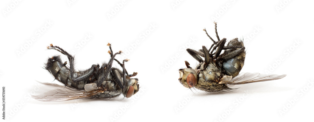 dead fly isolated on a white background Stock Photo | Adobe Stock