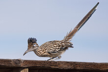 Roadrunner Close-up Free Stock Photo - Public Domain Pictures